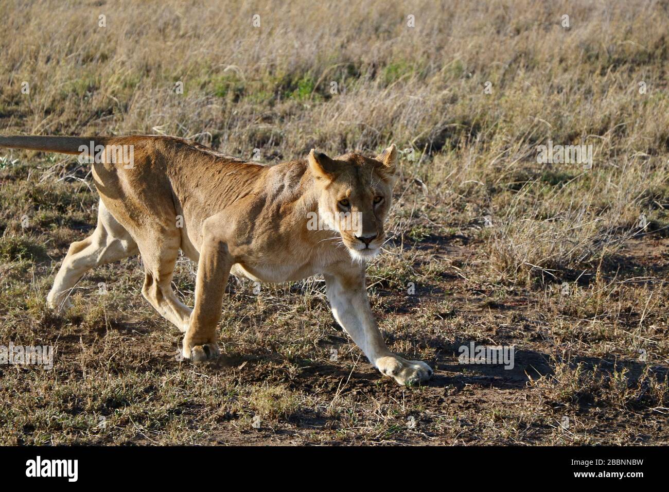 Lion de chasse Banque de photographies et d’images à haute résolution ...