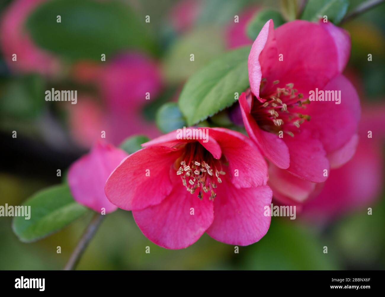 Cydonia japonica Banque de photographies et d’images à haute résolution ...