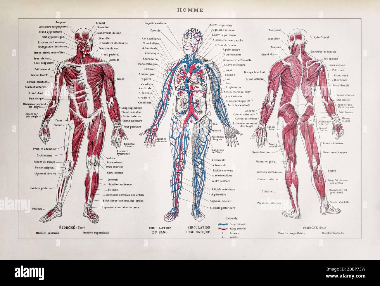 Corps humain anatomie Banque de photographies et d’images à haute ...