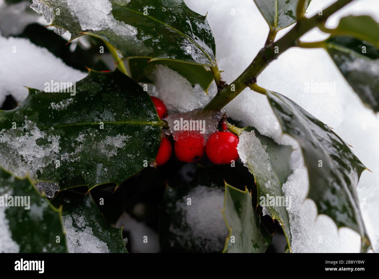 Houx Baies Neige Banque d'image et photos - Alamy