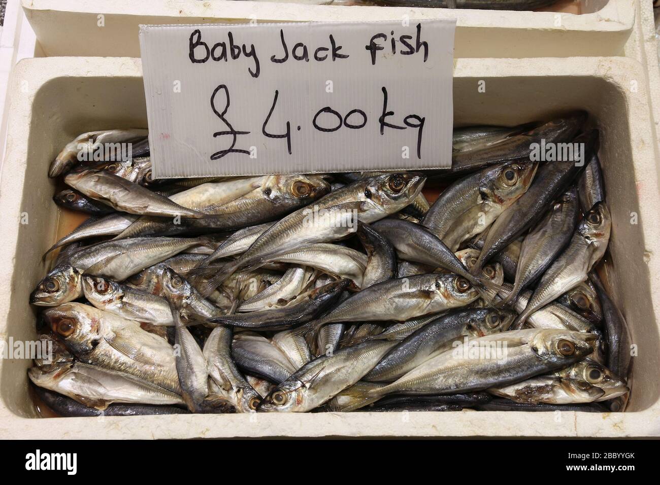 Poisson jack Banque de photographies et d’images à haute résolution - Alamy