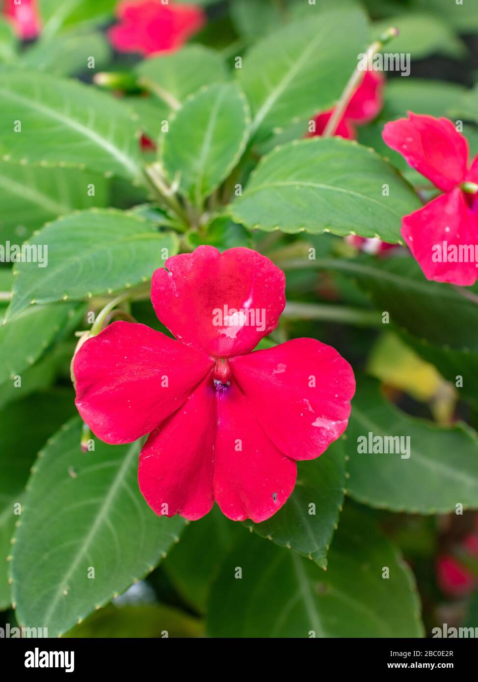 Impatiens flower Banque de photographies et d’images à haute résolution ...