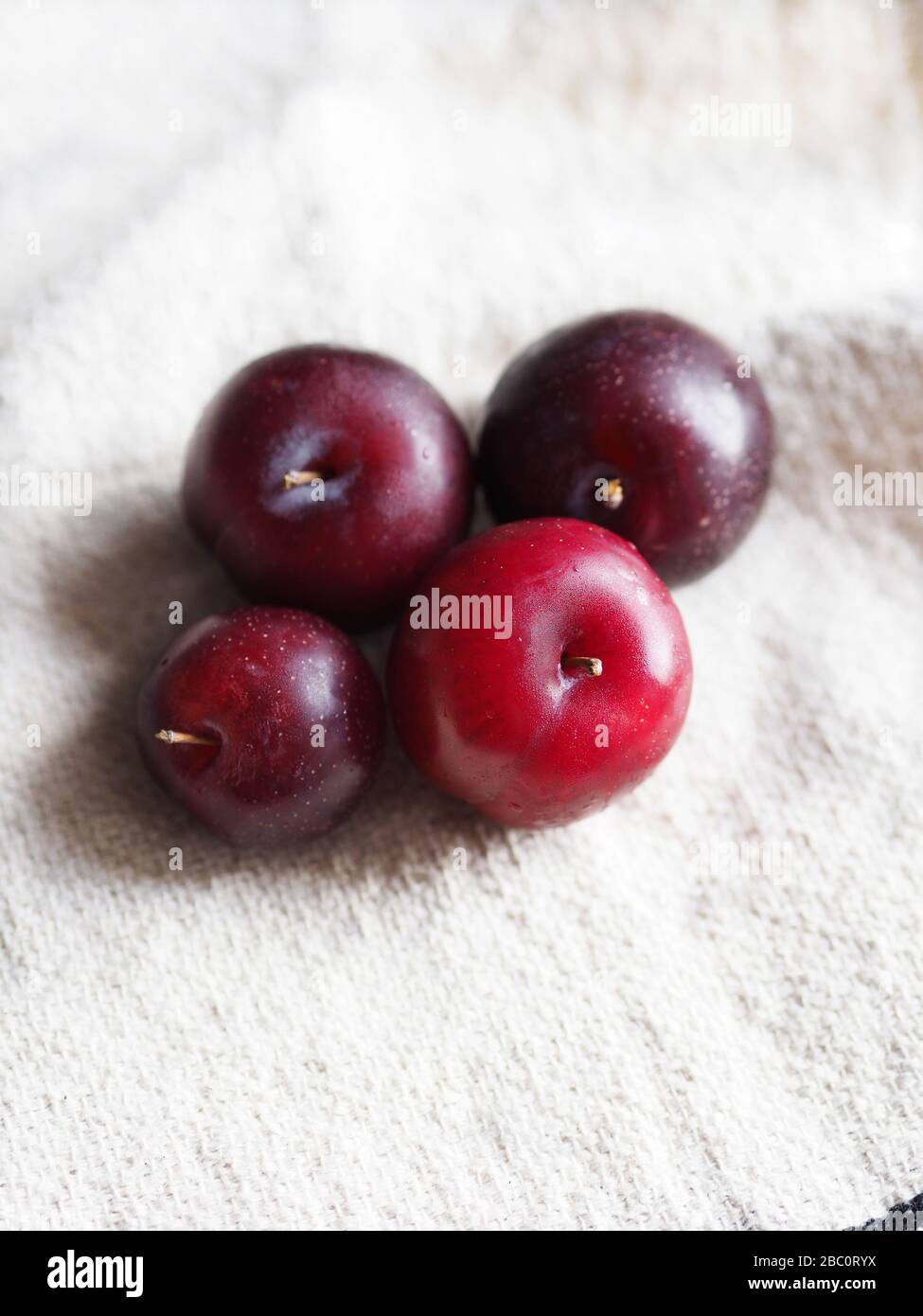 Santa rosa plum Banque de photographies et d’images à haute résolution ...