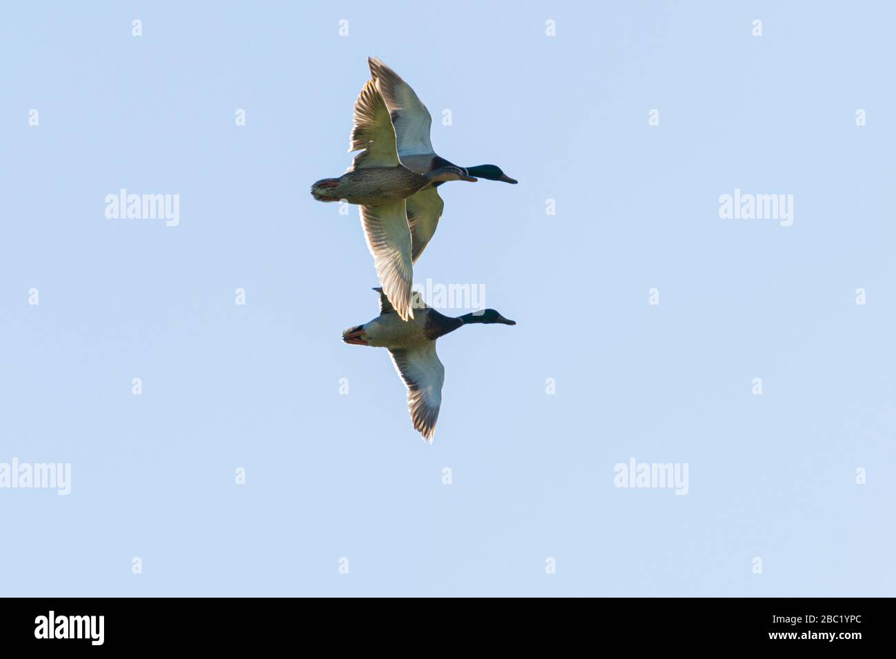 Canards colvert en vol Banque de photographies et d’images à haute ...