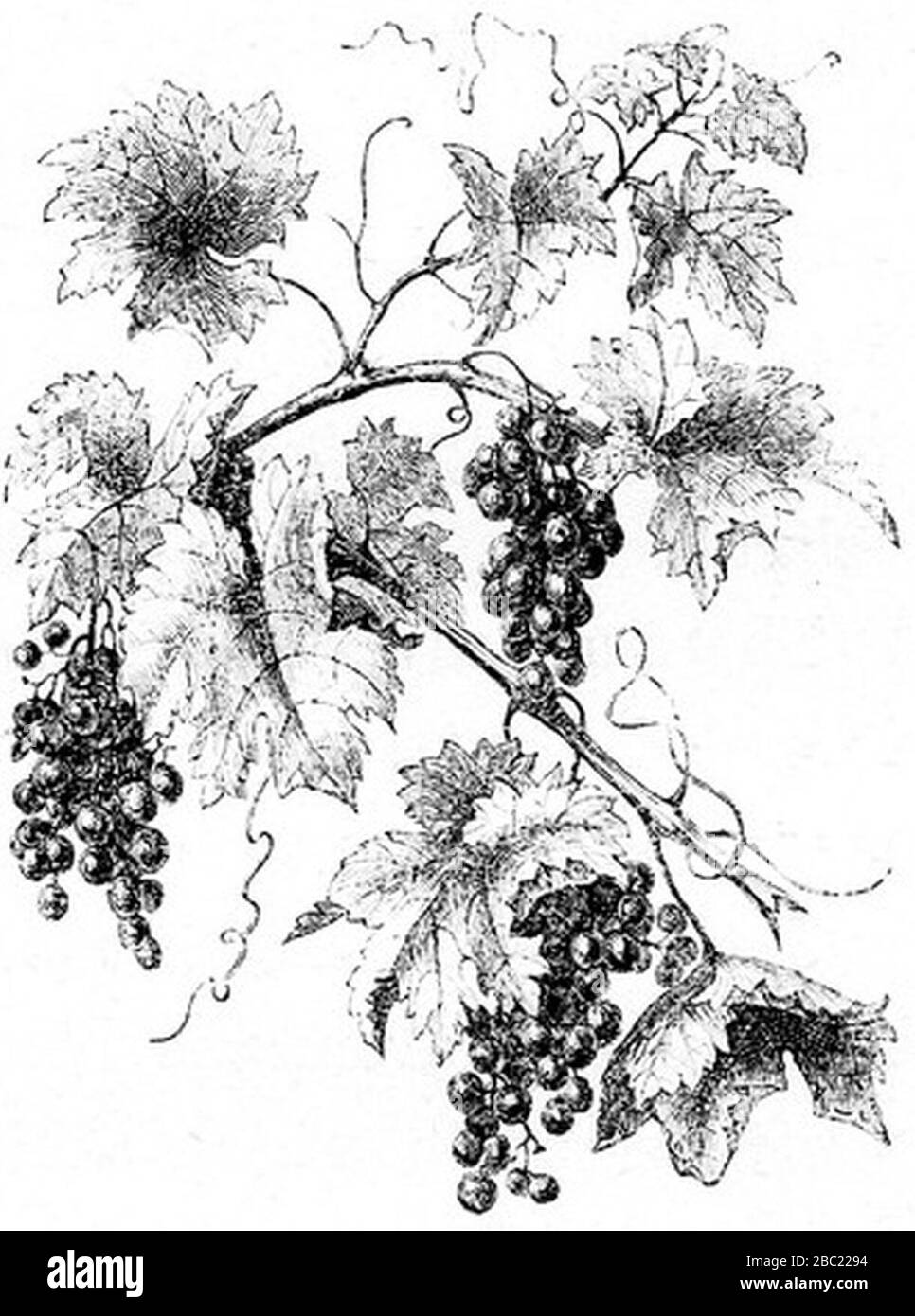 Dessin de la vigne Photo Stock - Alamy