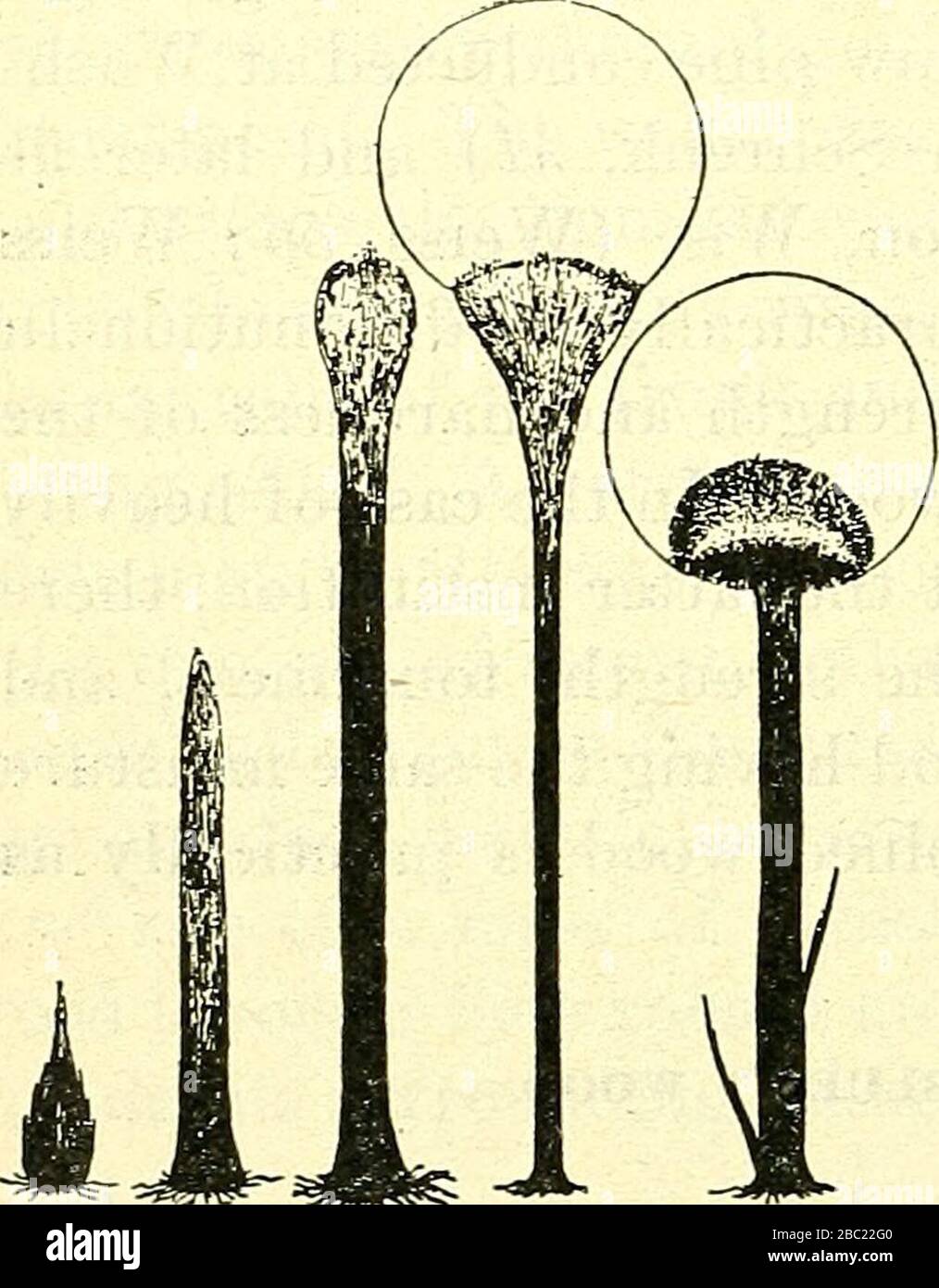 Graphium sp Banque de photographies et d’images à haute résolution - Alamy