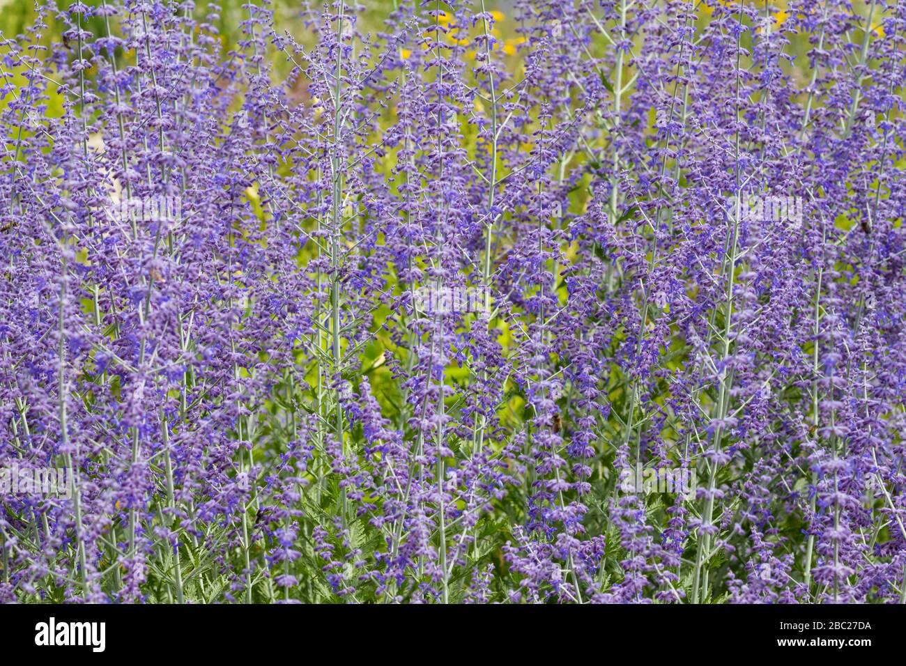 Perovskia abrotanoides Banque de photographies et d’images à haute ...