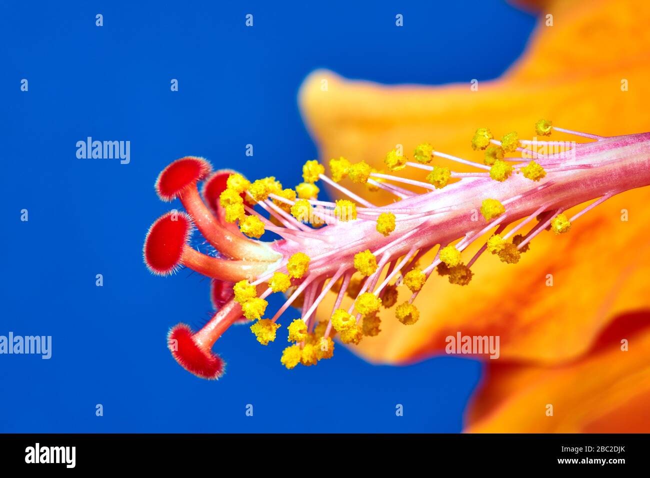 Fleurs en forme de calice Banque de photographies et d’images à haute ...