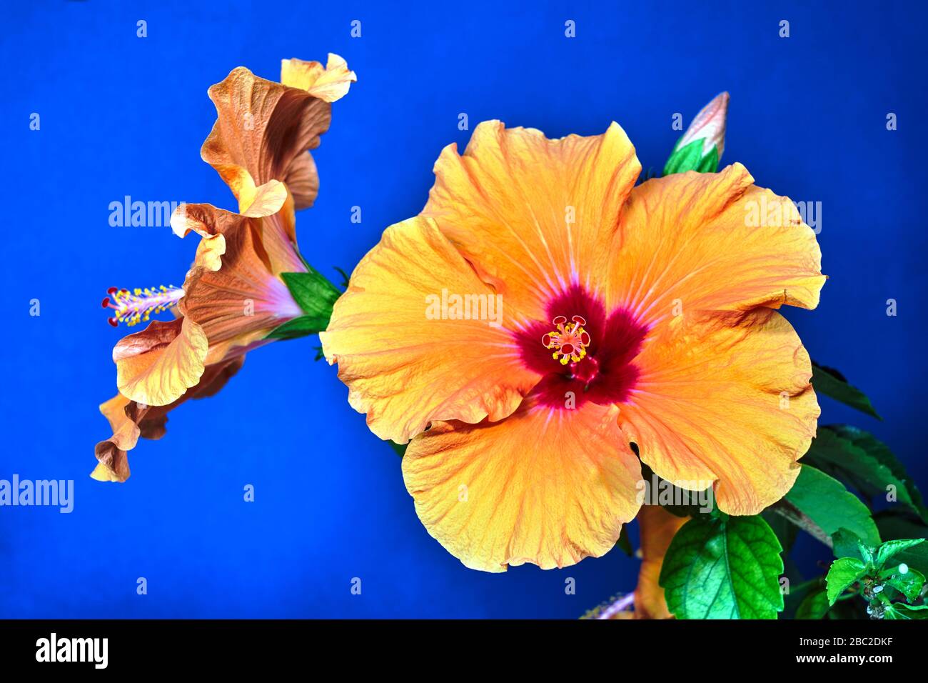 Fleurs en forme de calice Banque de photographies et d’images à haute ...