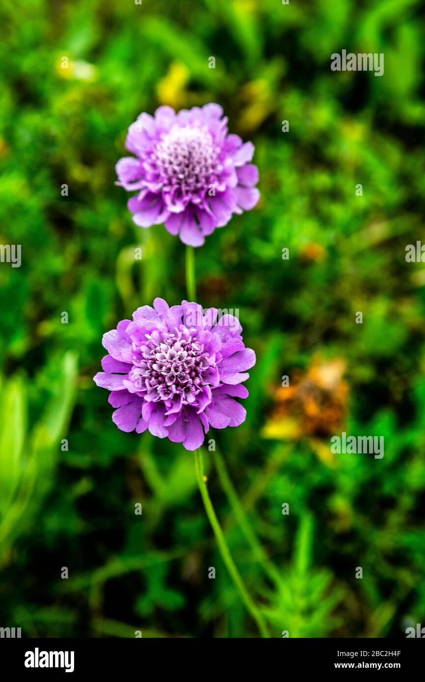 Plateau d'Anzer dans le district de İkizdere de Rize, où le célèbre ...
