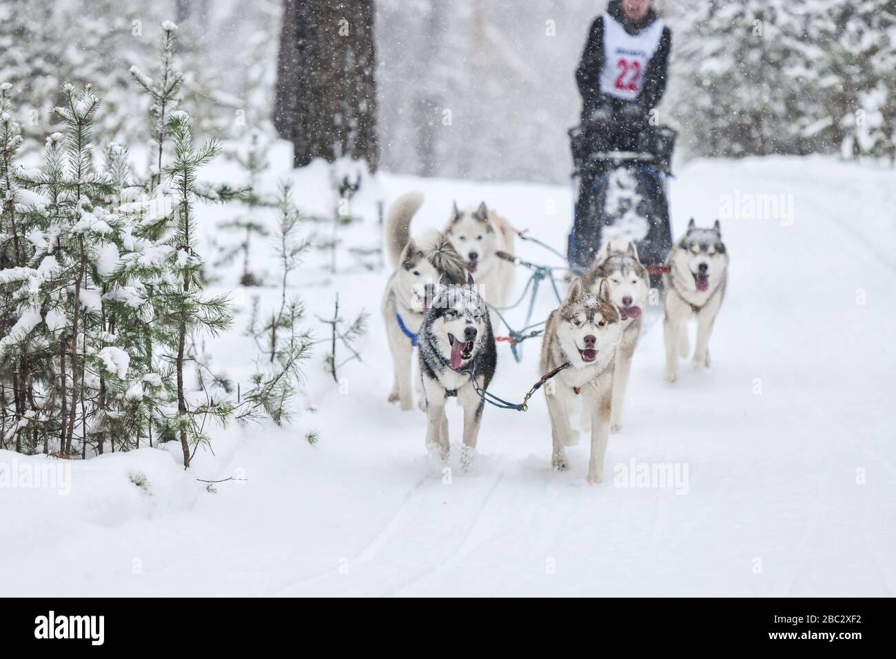 Courses de chiens de traîneau. Les chiens de traîneau Husky tirent un ...