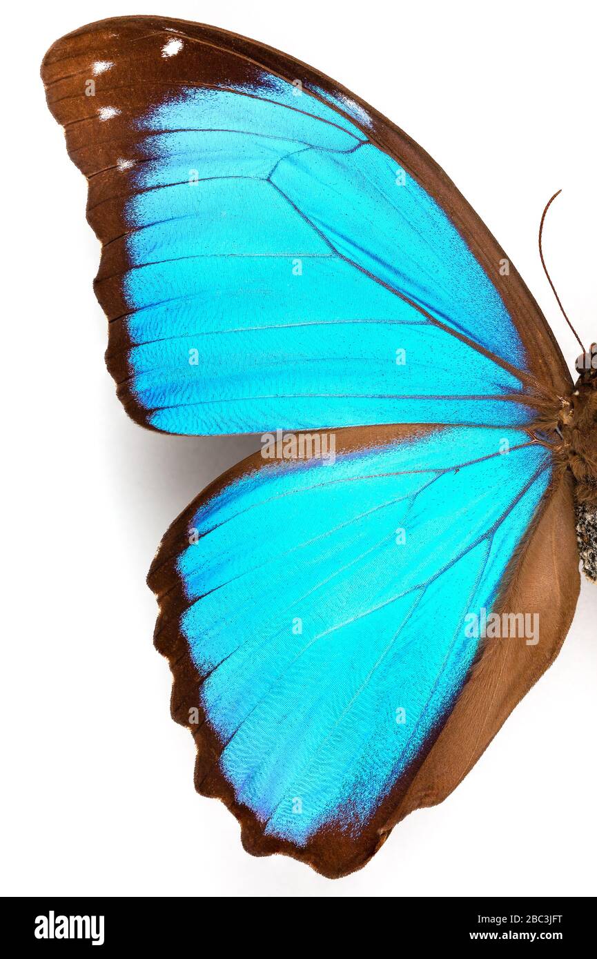 Morpho morpho menelaus Banque de photographies et d’images à haute ...