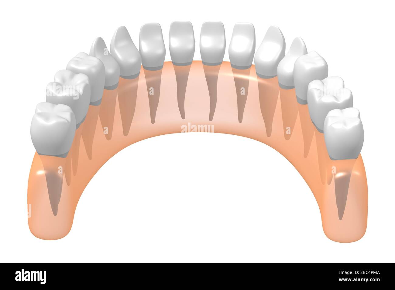 Anatomie dent 3d Banque d'images détourées - Alamy