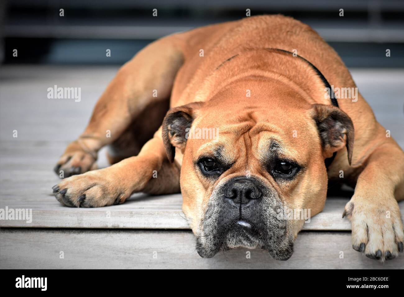 Compilation de chiens Banque de photographies et d’images à haute ...