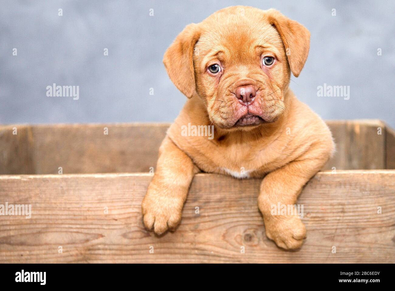 Compilation de chiens Banque de photographies et d’images à haute ...