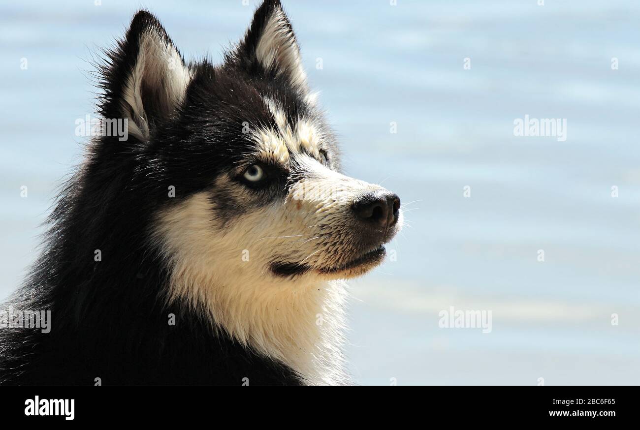 Compilation de chiens Banque de photographies et d’images à haute ...