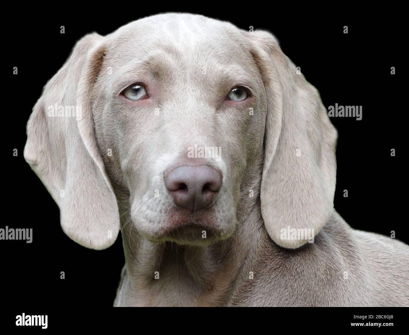 Compilation de chiens Banque de photographies et d’images à haute ...