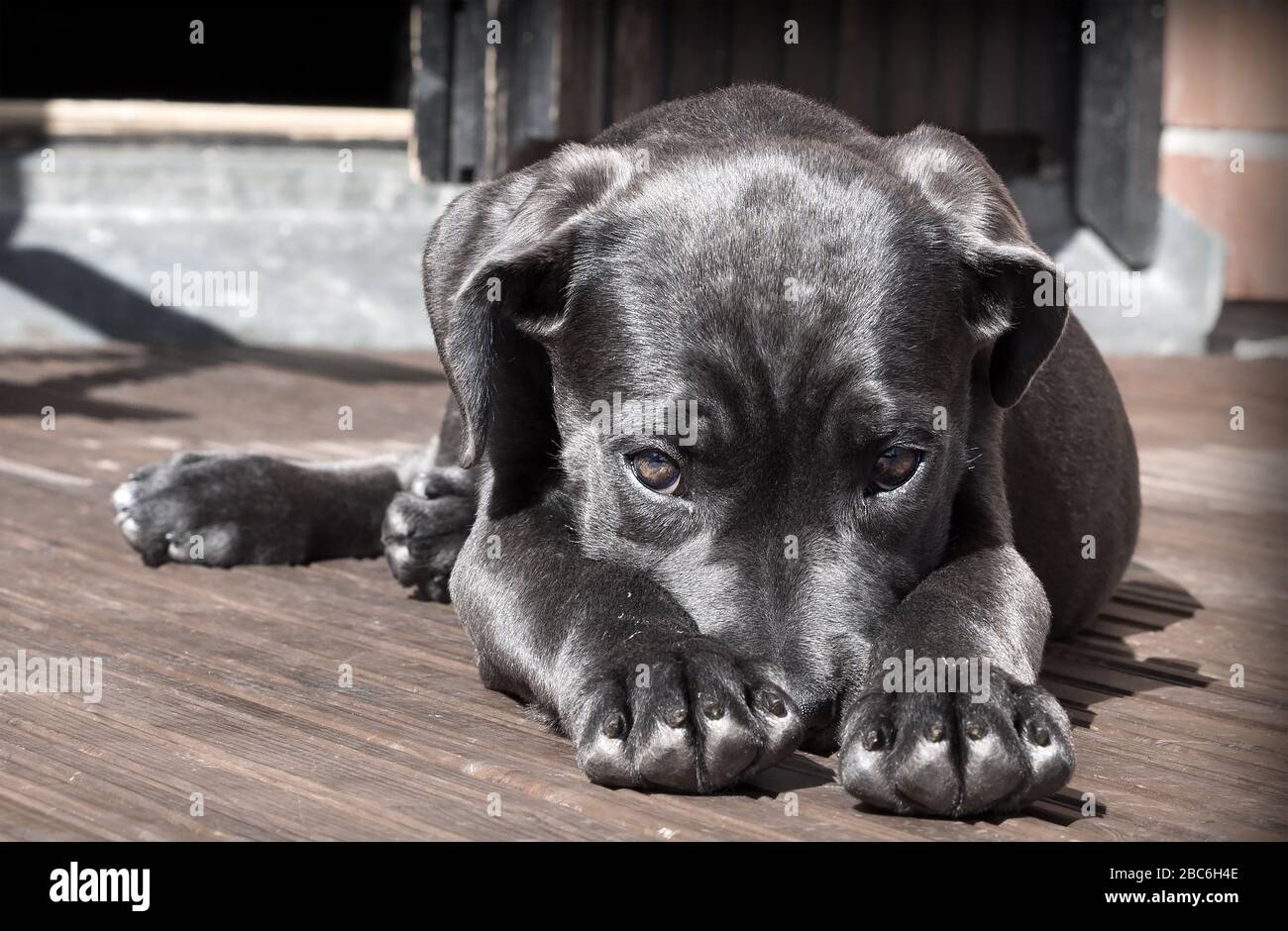 Compilation de chiens Banque de photographies et d’images à haute ...