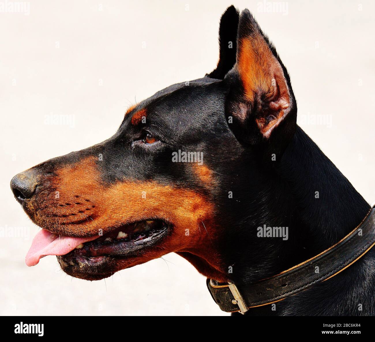 Compilation de chiens Banque de photographies et d’images à haute ...