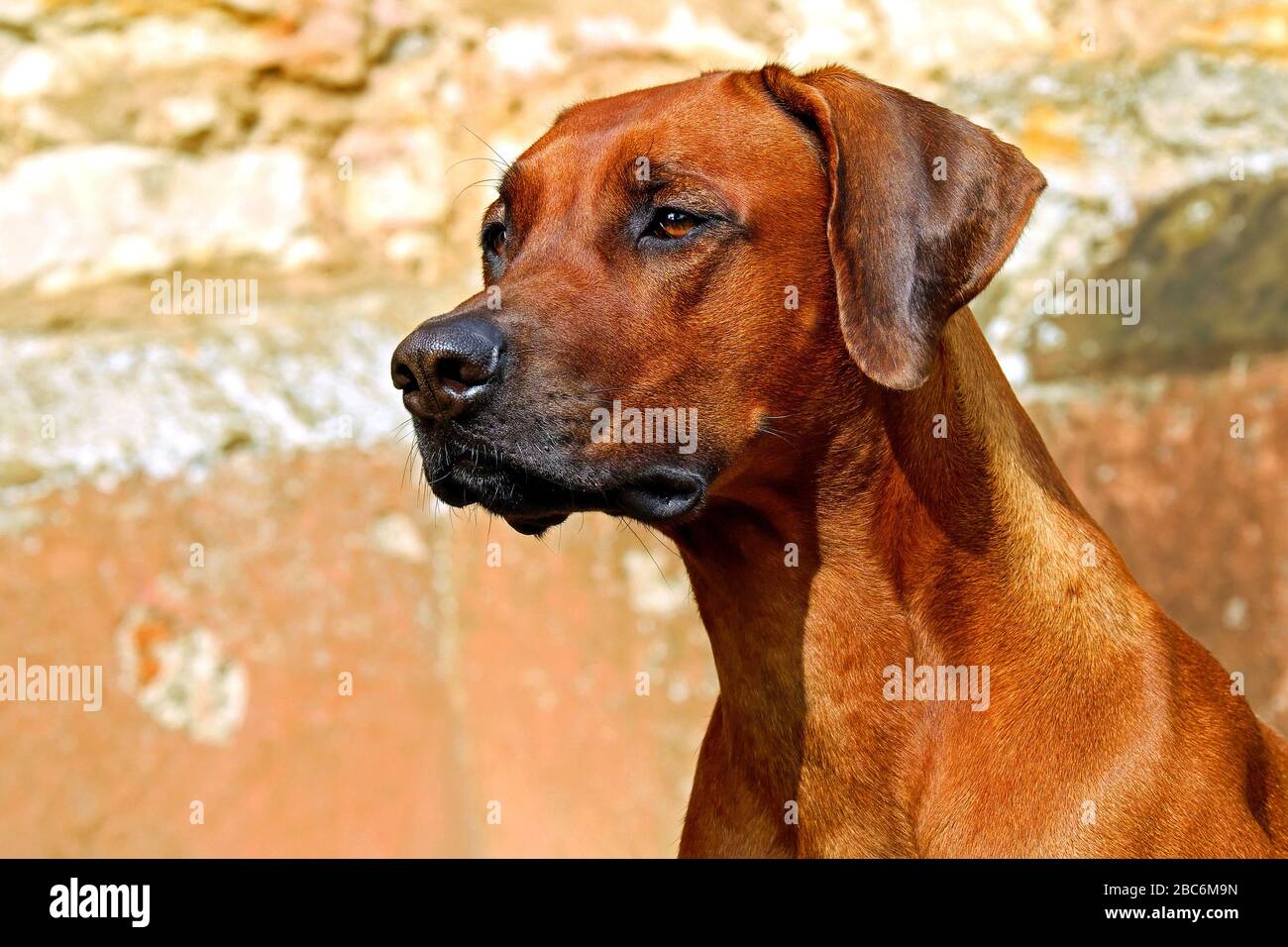 Compilation de chiens Banque de photographies et d’images à haute ...