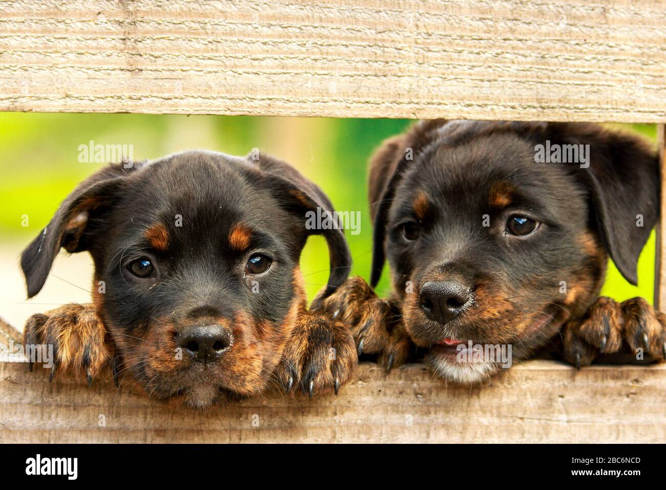 Compilation de chiens Banque de photographies et d’images à haute ...