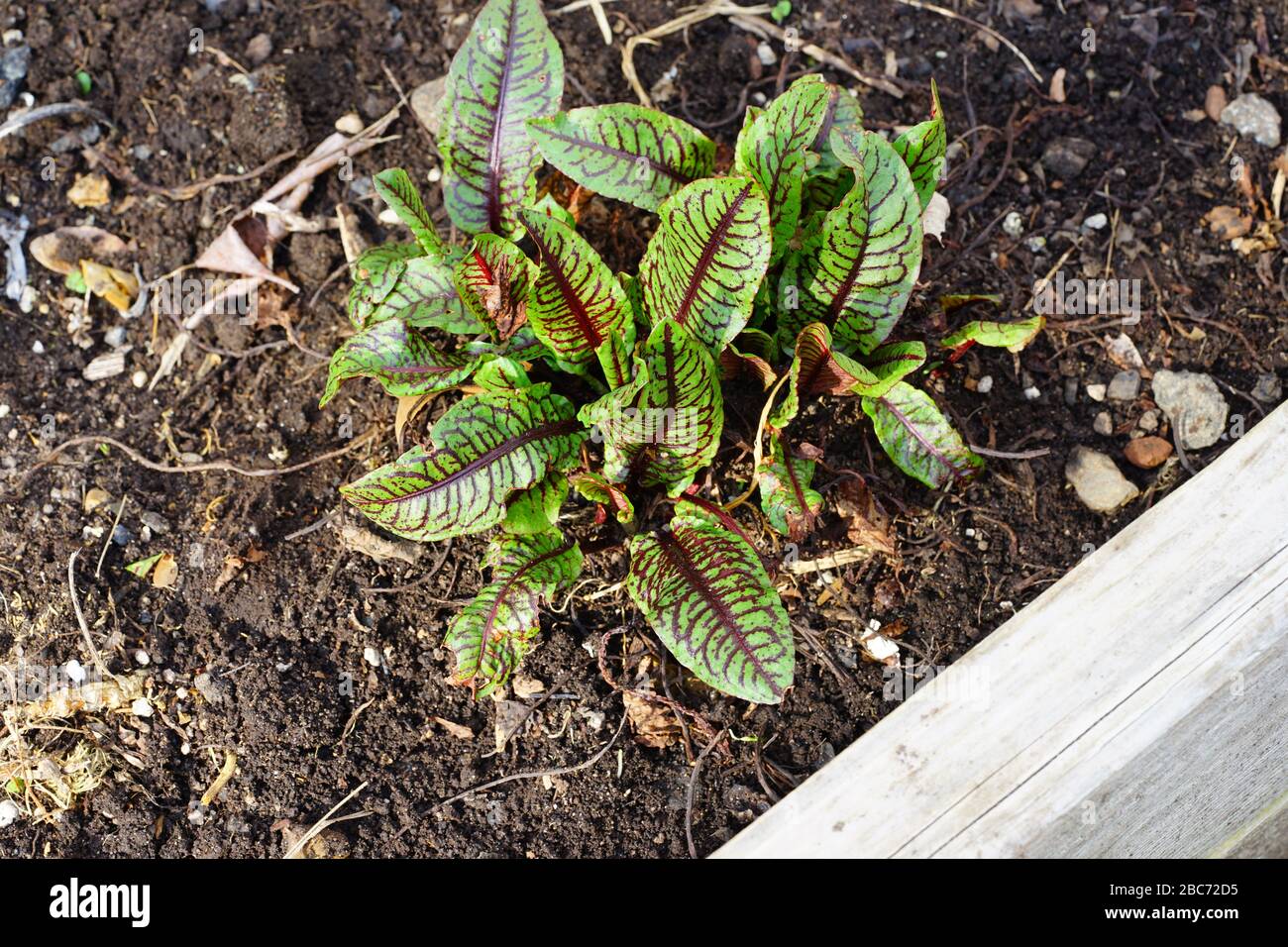 Les feuilles vertes aux veines rouges foncées de la plante d'oseille ...