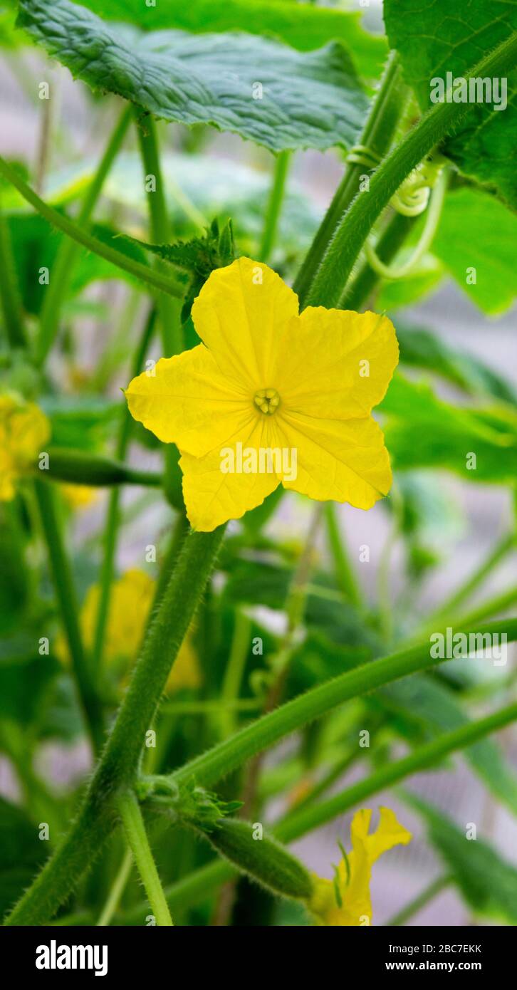 Fleur et feuilles de concombre Banque de photographies et d’images à ...