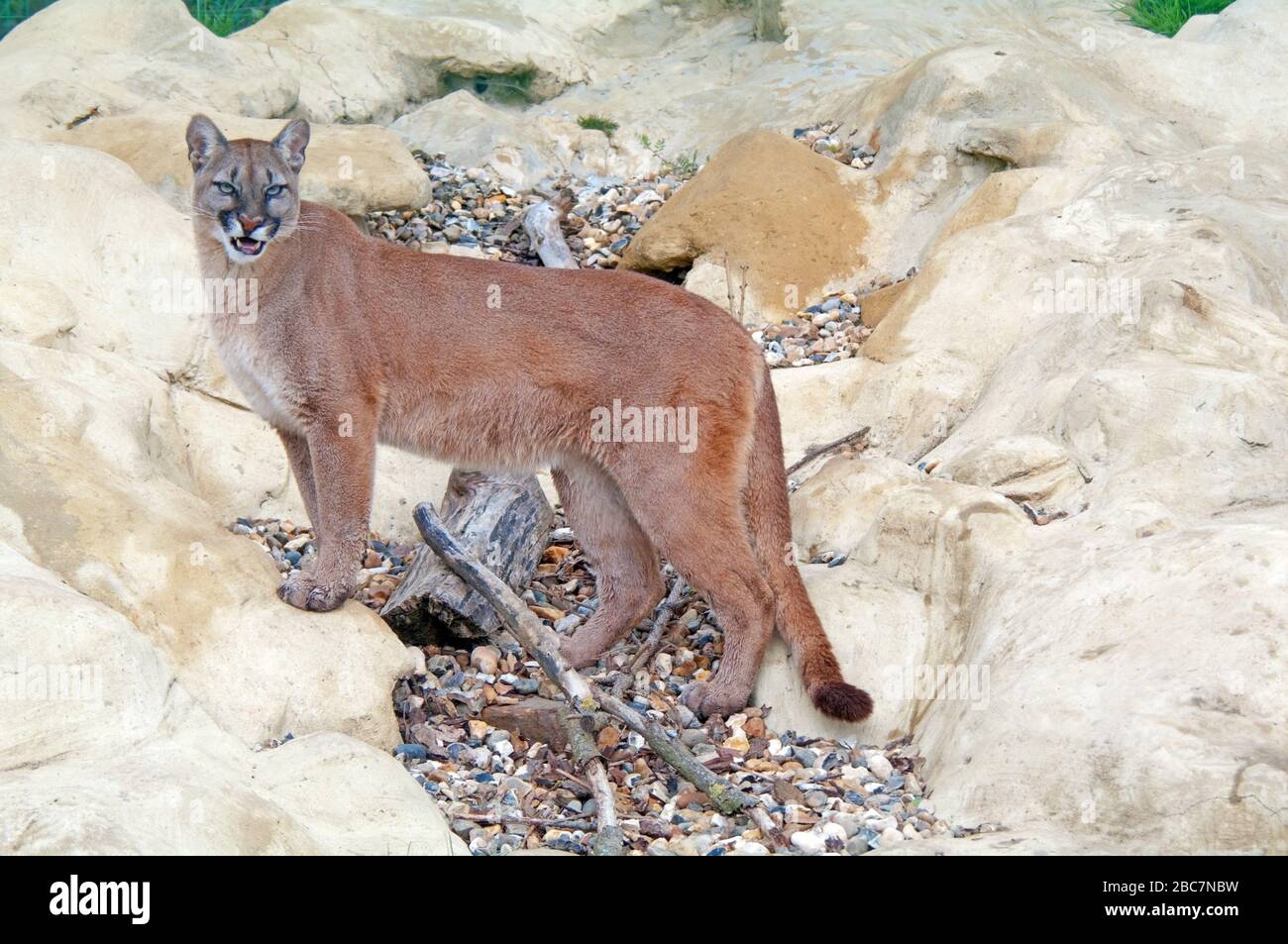Puma concolor captif Banque de photographies et d’images à haute ...