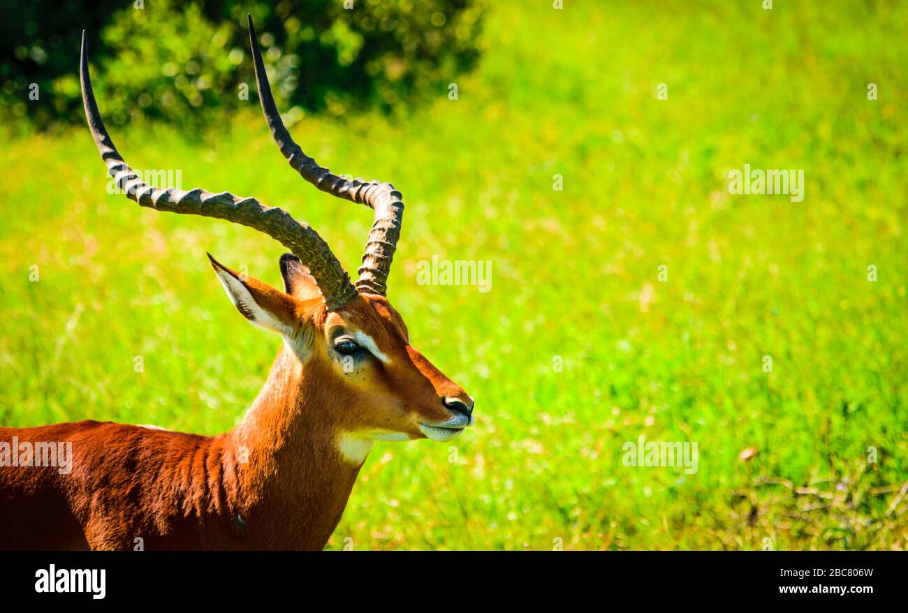 Cornes d'animaux Banque de photographies et d’images à haute résolution ...