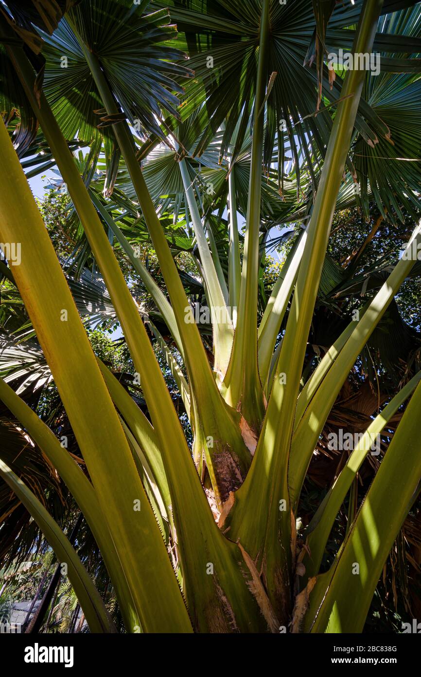 Talipot palmaire corypha umbraculifera Banque de photographies et d ...