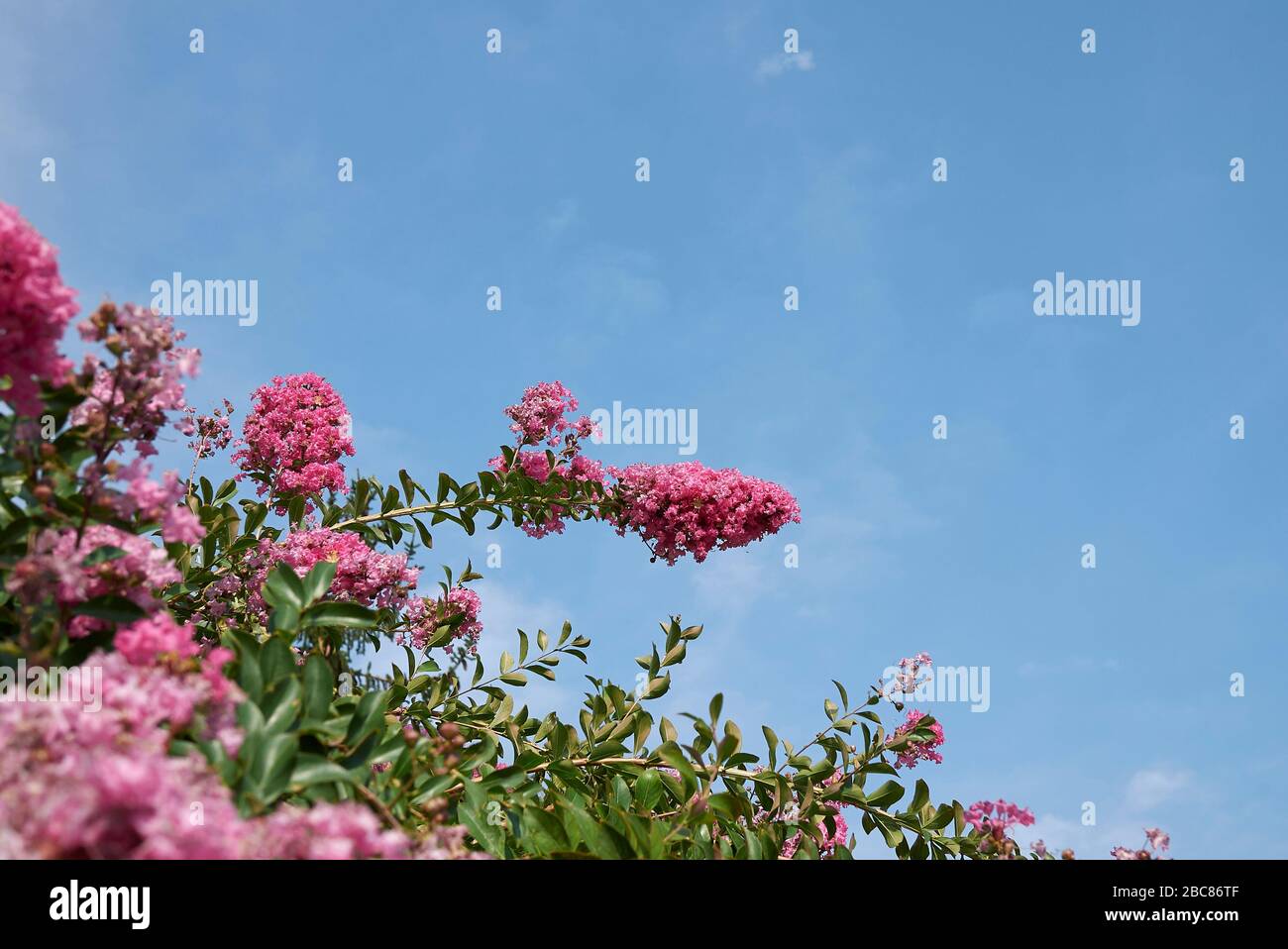 Lagerstroemia indica pink Banque de photographies et d’images à haute ...