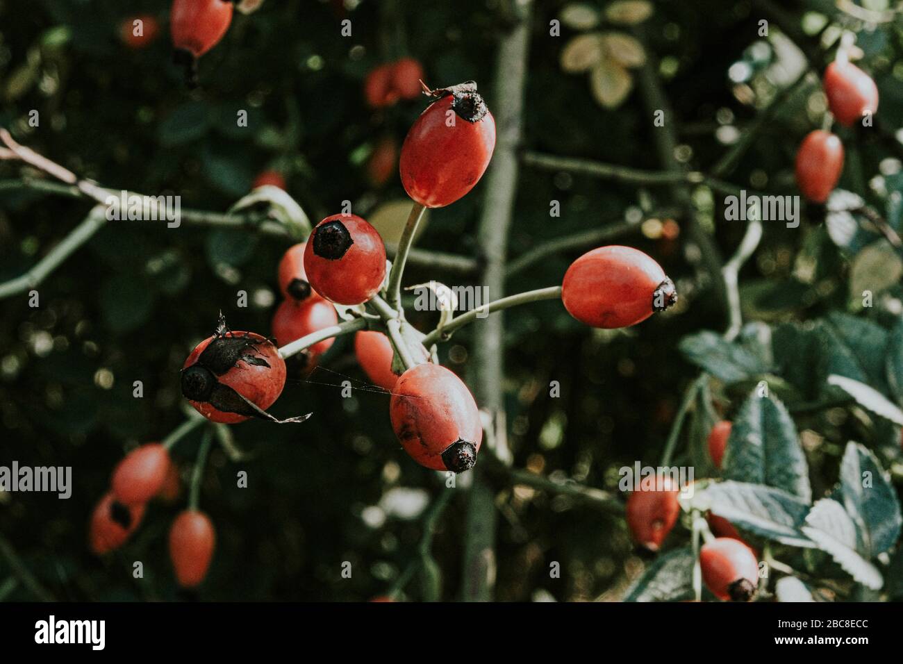 Plante ou fruit Banque de photographies et d’images à haute résolution ...