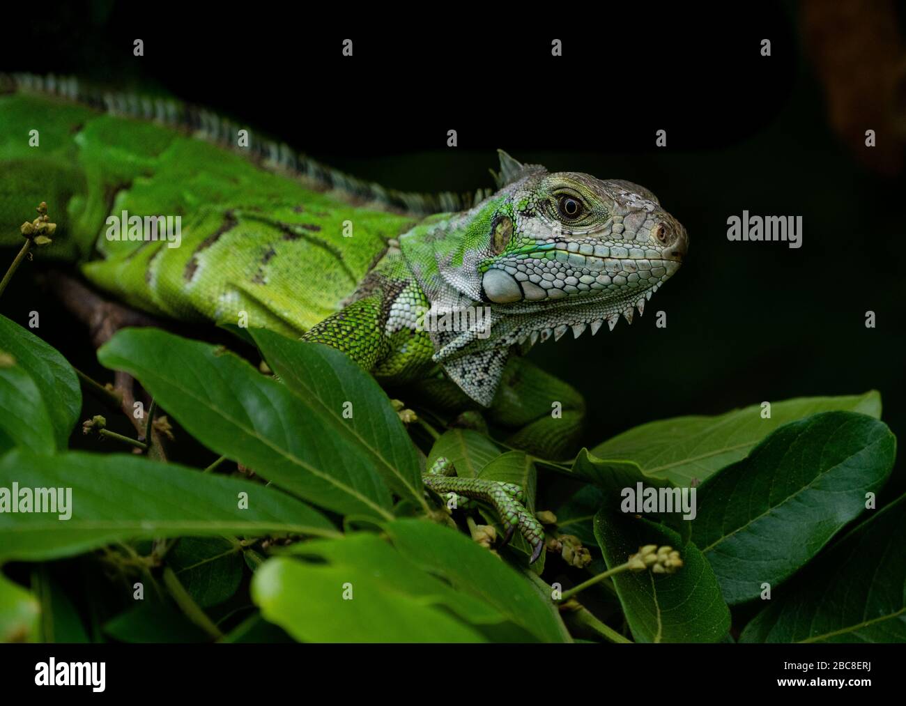 Iguane vert (Iguana iguana Photo Stock - Alamy