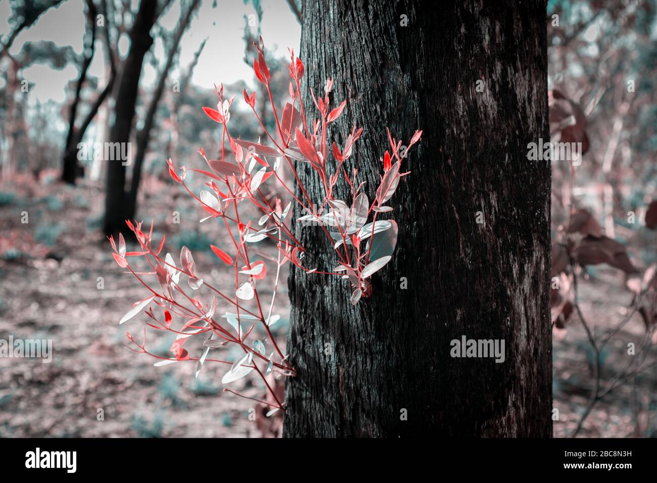 Brousse Noire Banque d'image et photos - Alamy