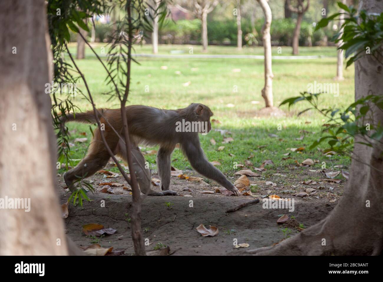 singe dans la forêt de derrière à pied sur quatre jambes Photo Stock ...