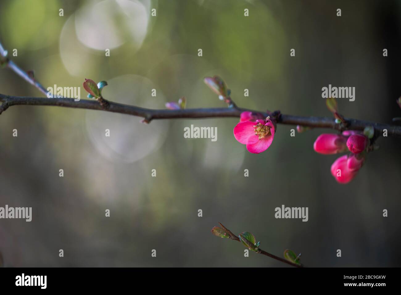 Coings japonais Banque de photographies et d’images à haute résolution ...