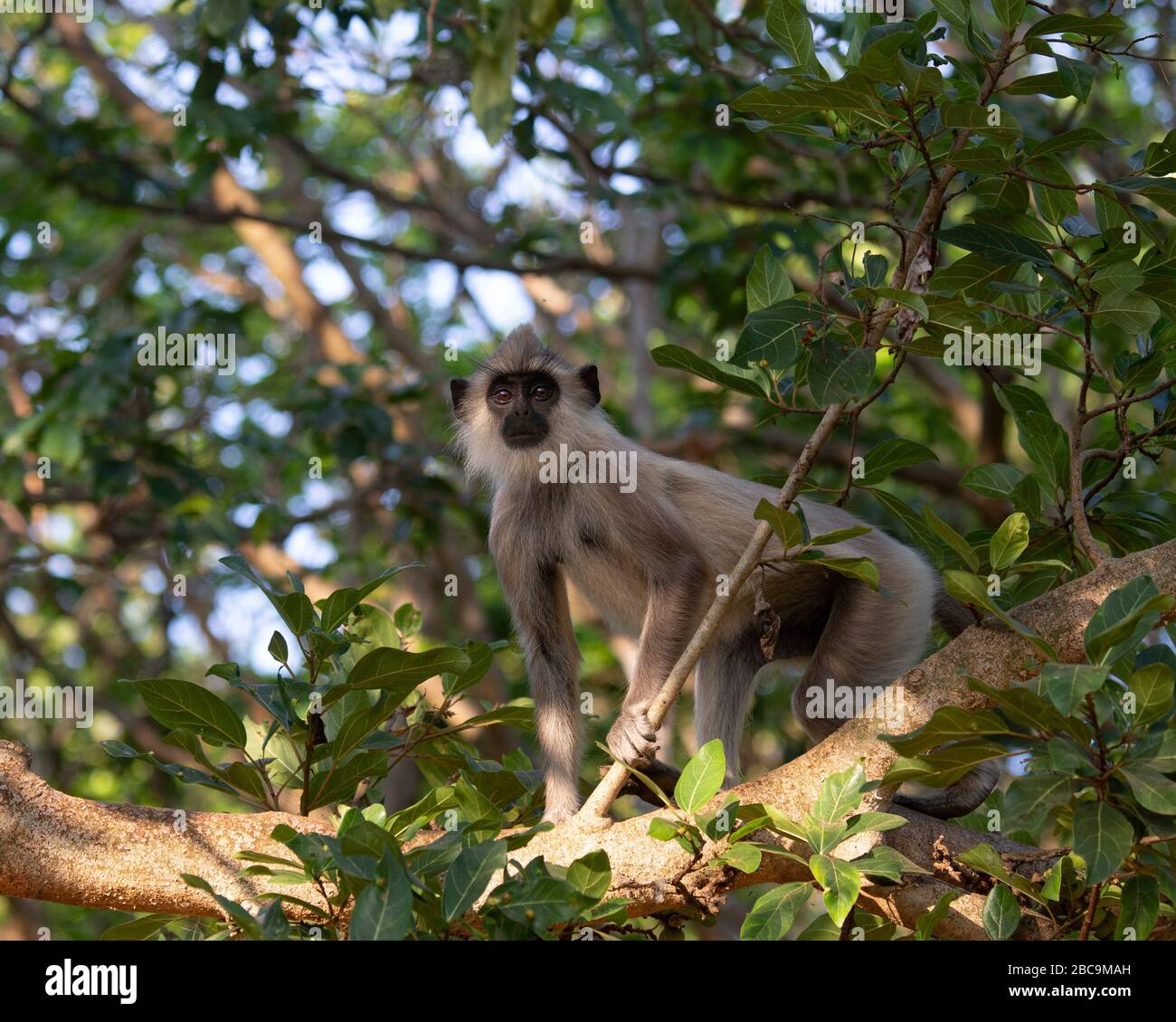 Coromandel sacred langur Banque de photographies et d’images à haute ...