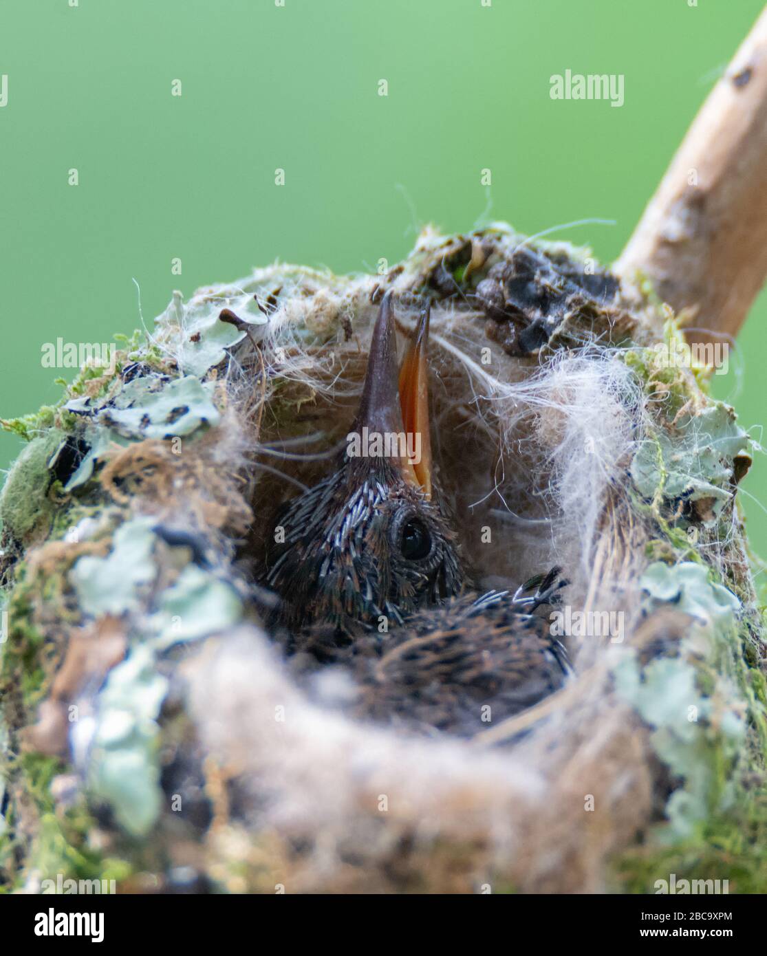 Nid De Colibris Banque d'image et photos - Alamy