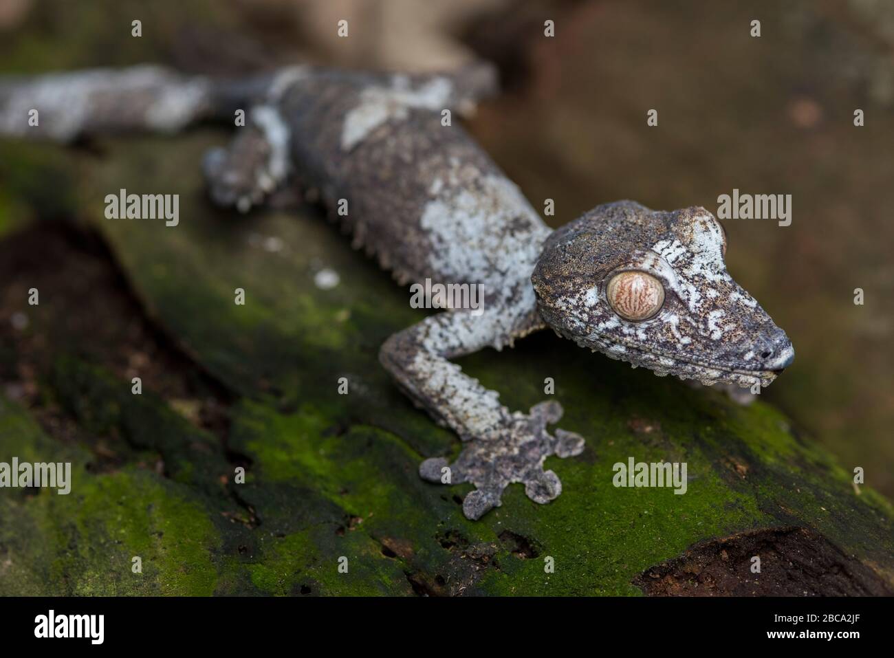 Gecko à queue géante Banque de photographies et d’images à haute ...