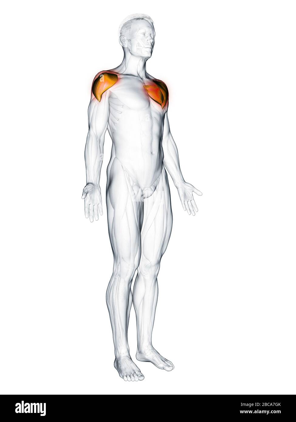 Muscle deltoid, illustration Photo Stock - Alamy