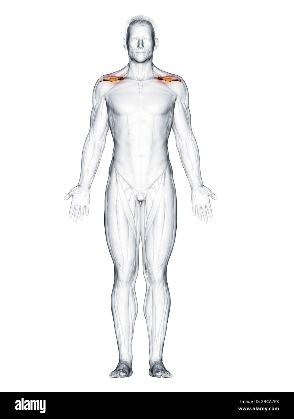 Muscle supraspinatus, illustration Photo Stock - Alamy