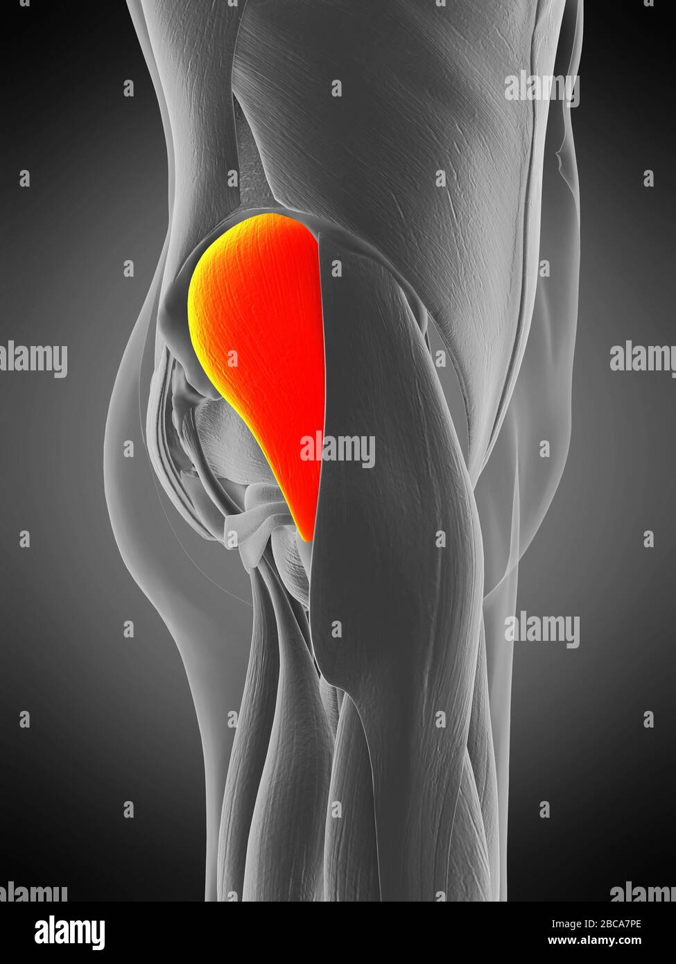 Muscle moyen fessier Banque de photographies et d’images à haute ...