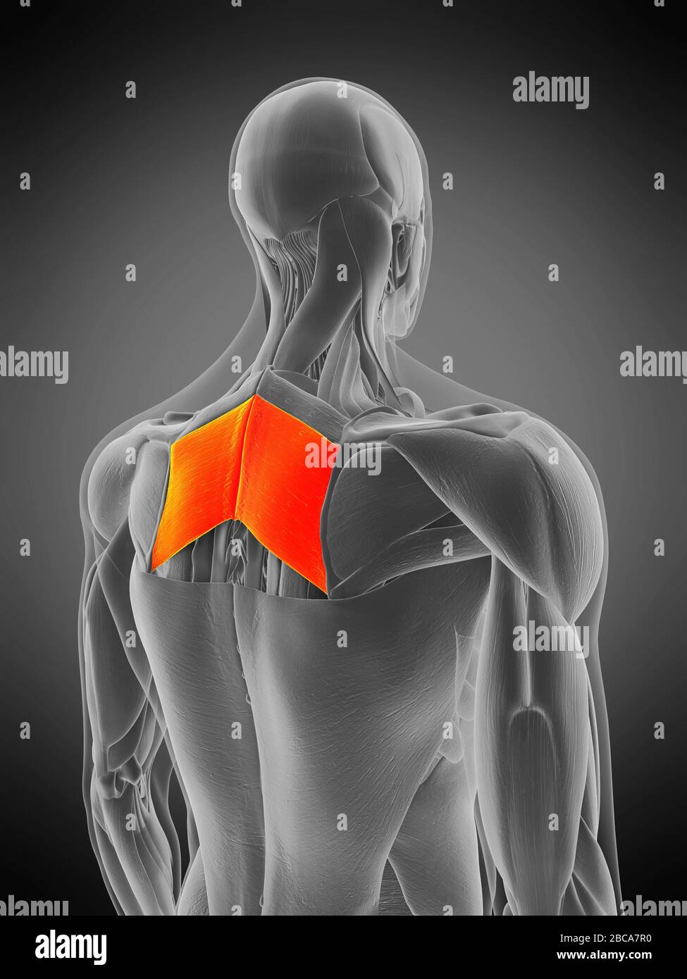 Rhomboides muscle Banque de photographies et d’images à haute ...