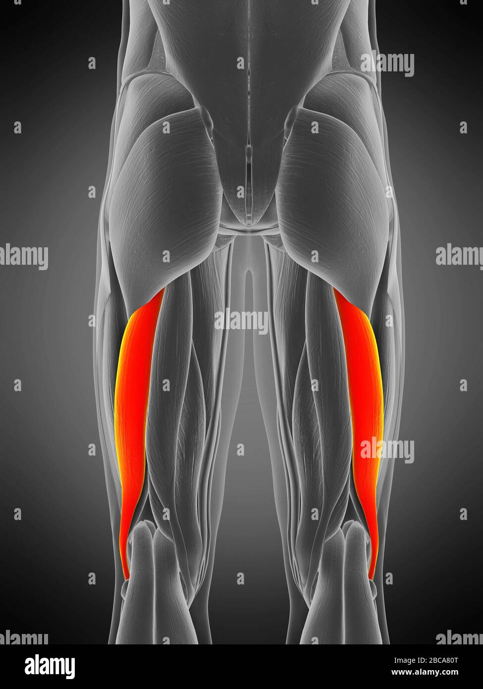 Muscle Biceps Fémoral Banque d'image et photos - Alamy