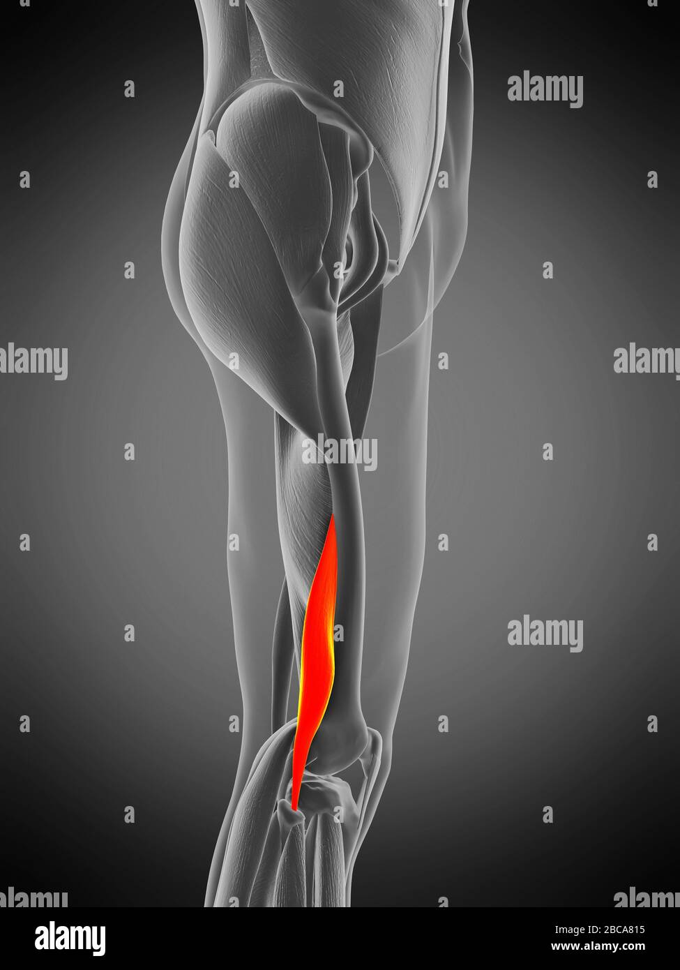 Biceps femoris muscle court, illustration Photo Stock - Alamy