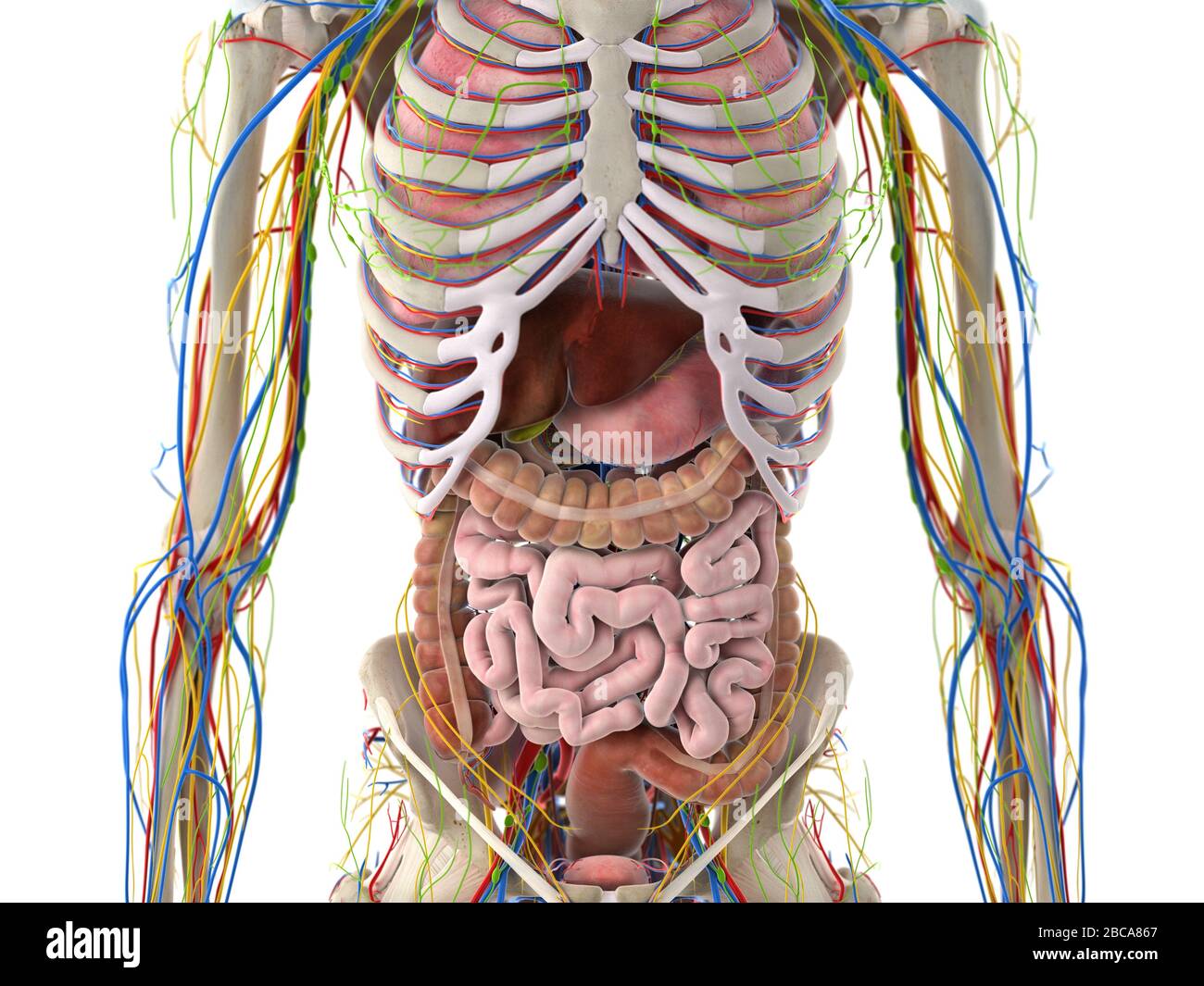 Organes abdominaux, illustration Photo Stock - Alamy