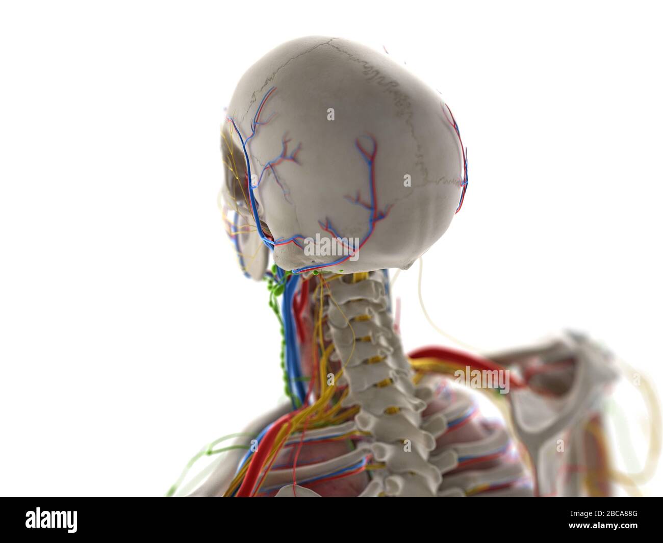 Anatomie de la tête, illustration Photo Stock - Alamy