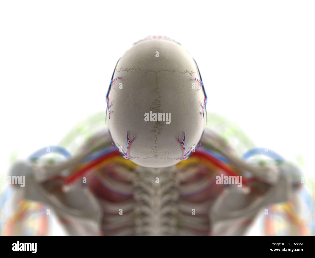 Anatomie de la tête, illustration Photo Stock - Alamy
