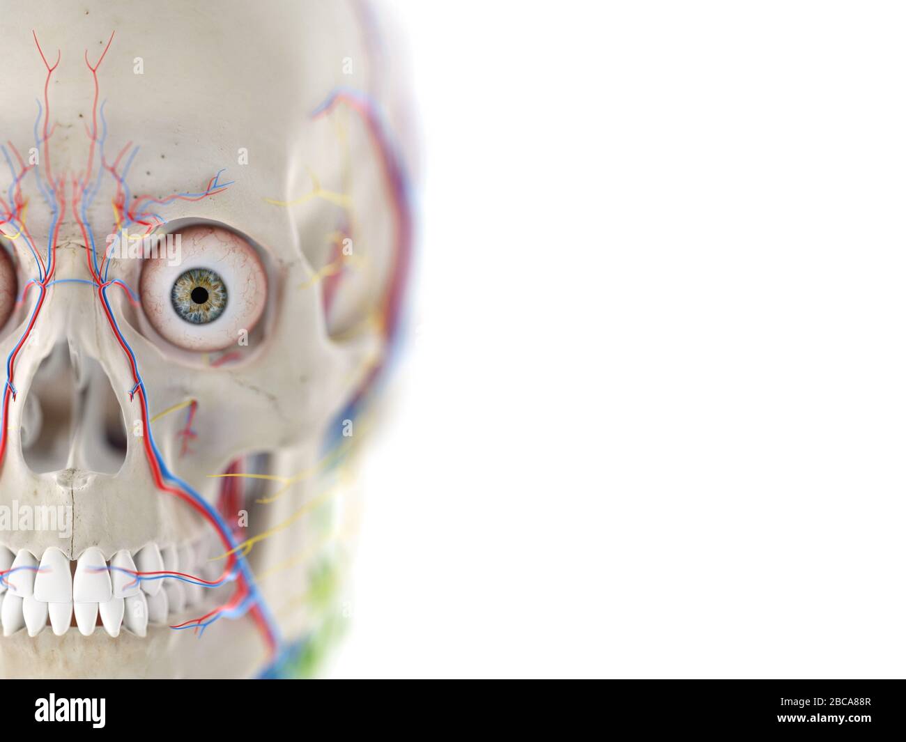 Anatomie de la tête, illustration Photo Stock - Alamy