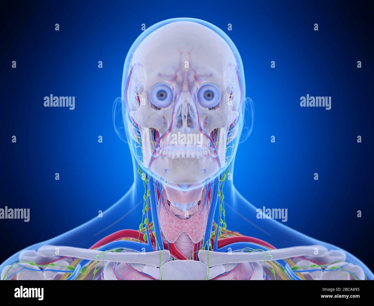 Male anatomy internal organs with head Banque de photographies et d ...